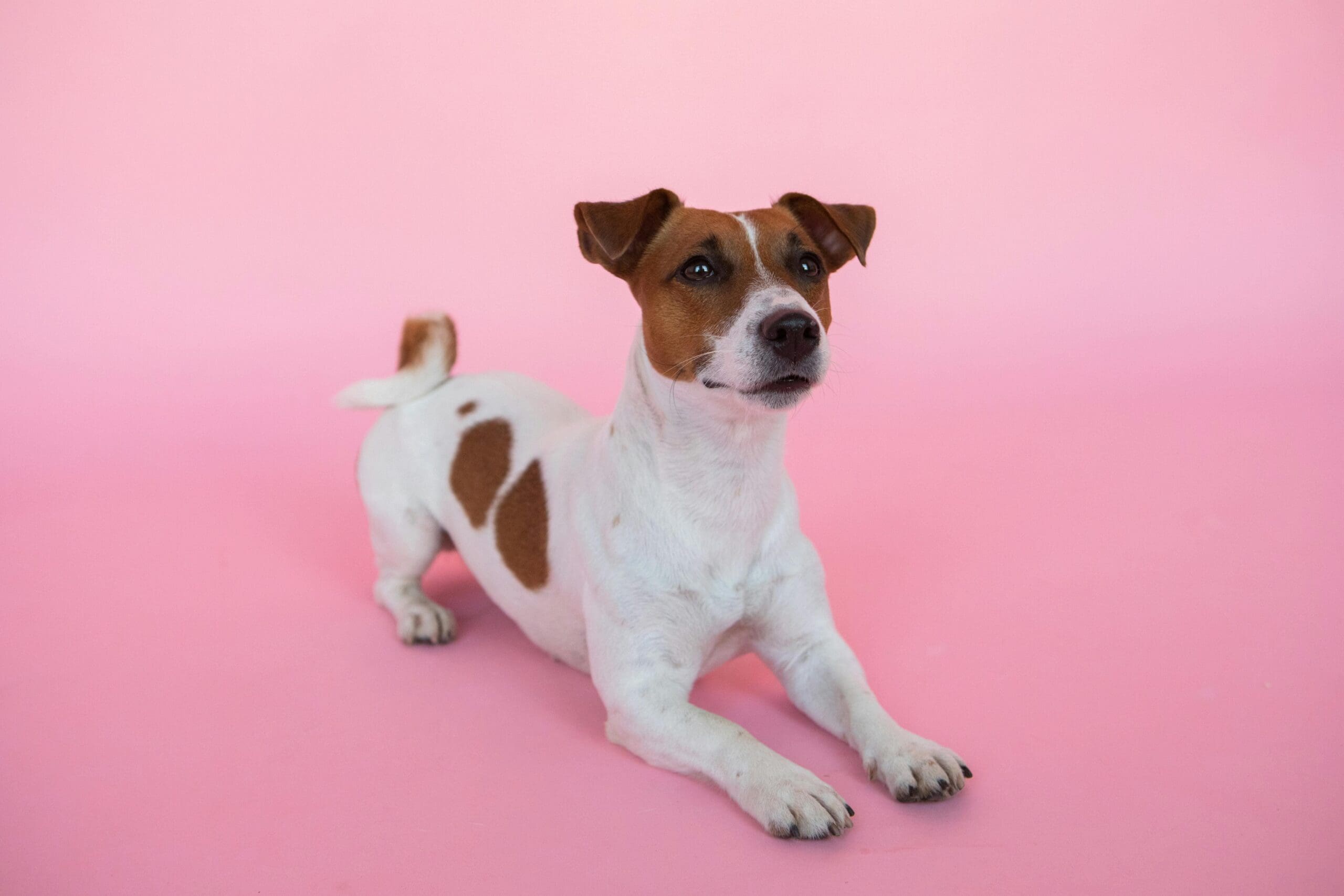 Why is my dog not eating but acting normal? - The Natural Dog Food Company