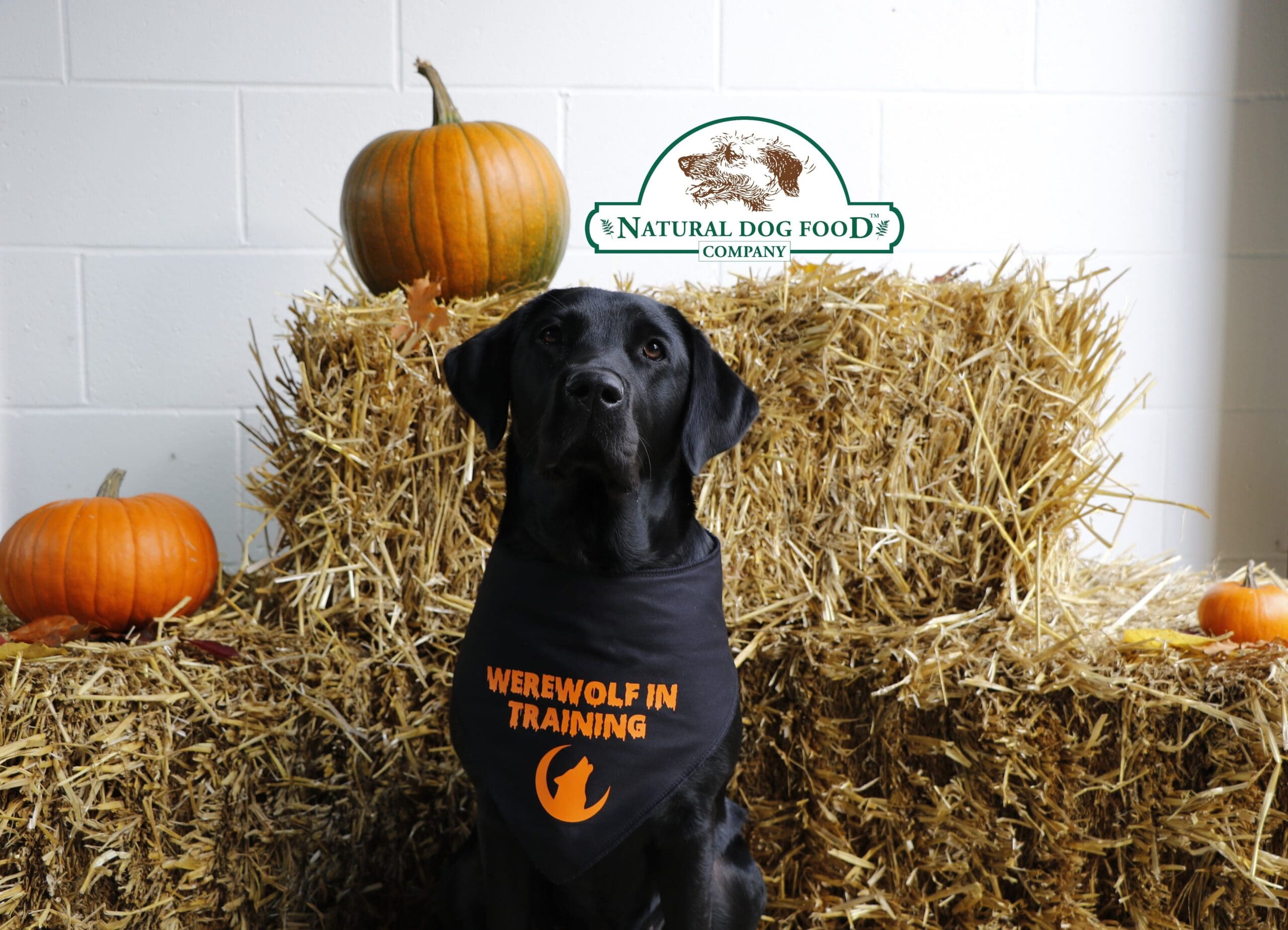 Halloween Safety for Dogs: Expert Tips to Protect Your Pet - The ...
